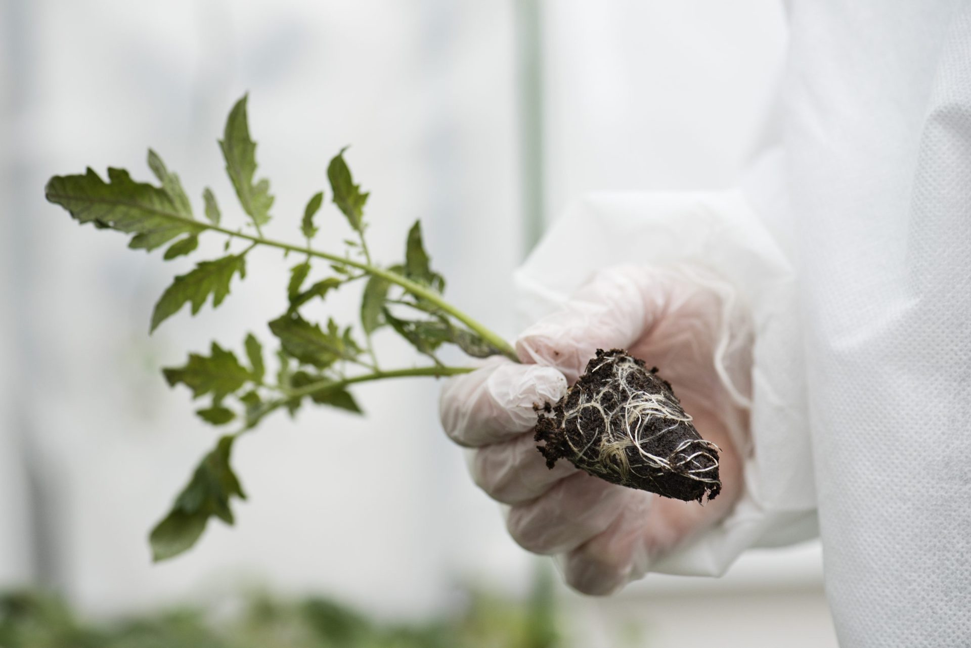 Kekkilä-BVB I Peat I Growing media I Substrate I Production