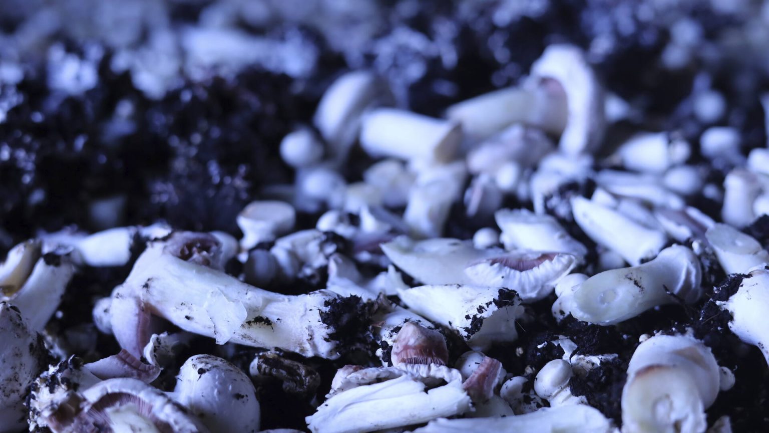 Futuristic fungiculture in the Netherlands - Kekkilä-BVB