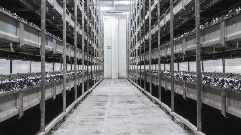 Futuristic fungiculture in the Netherlands - Kekkilä-BVB