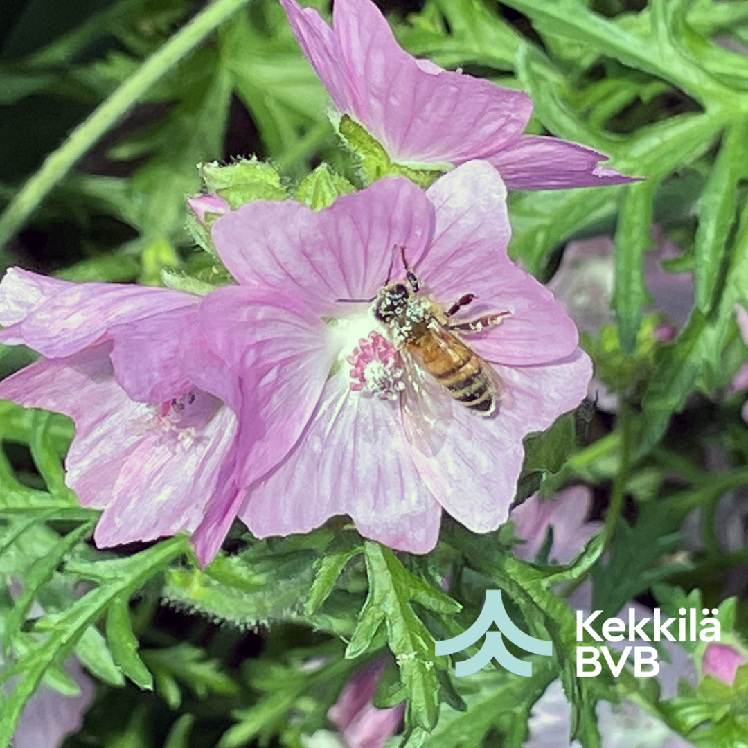 The Alusta Pavilion, a year later - Kekkilä-BVB